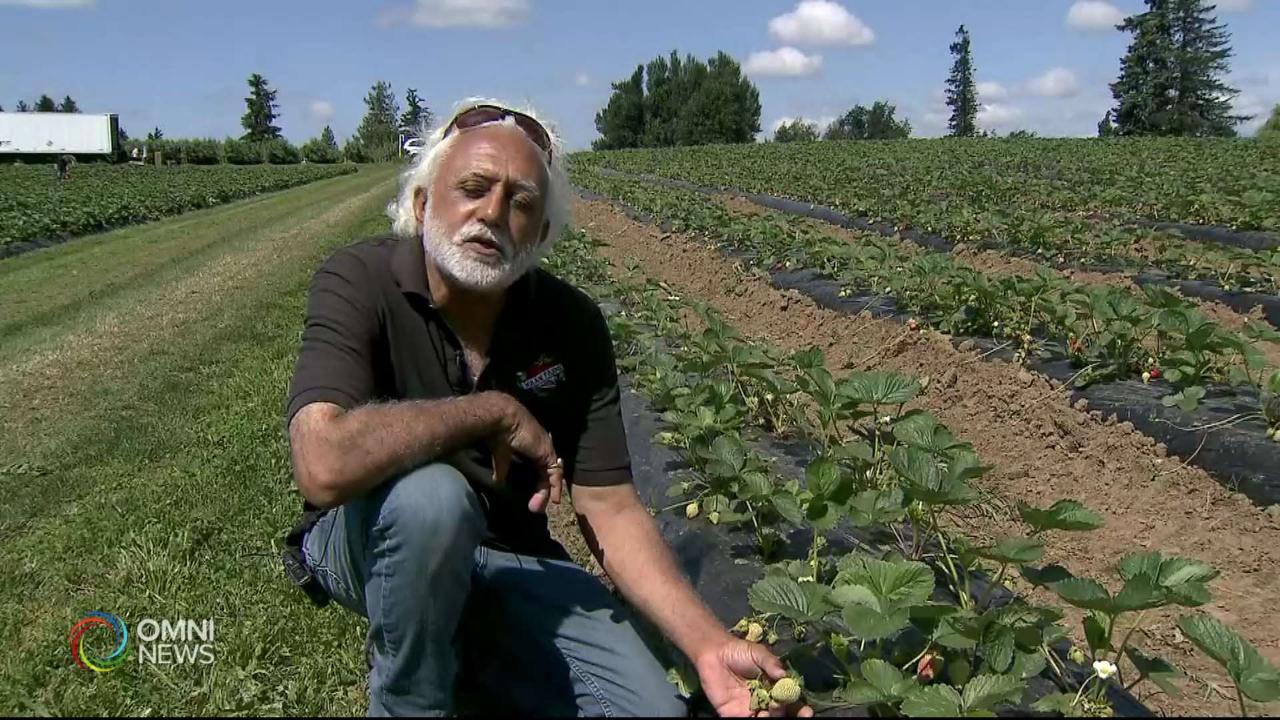 Covid-19 Impact on Berry Farmers - OMNI